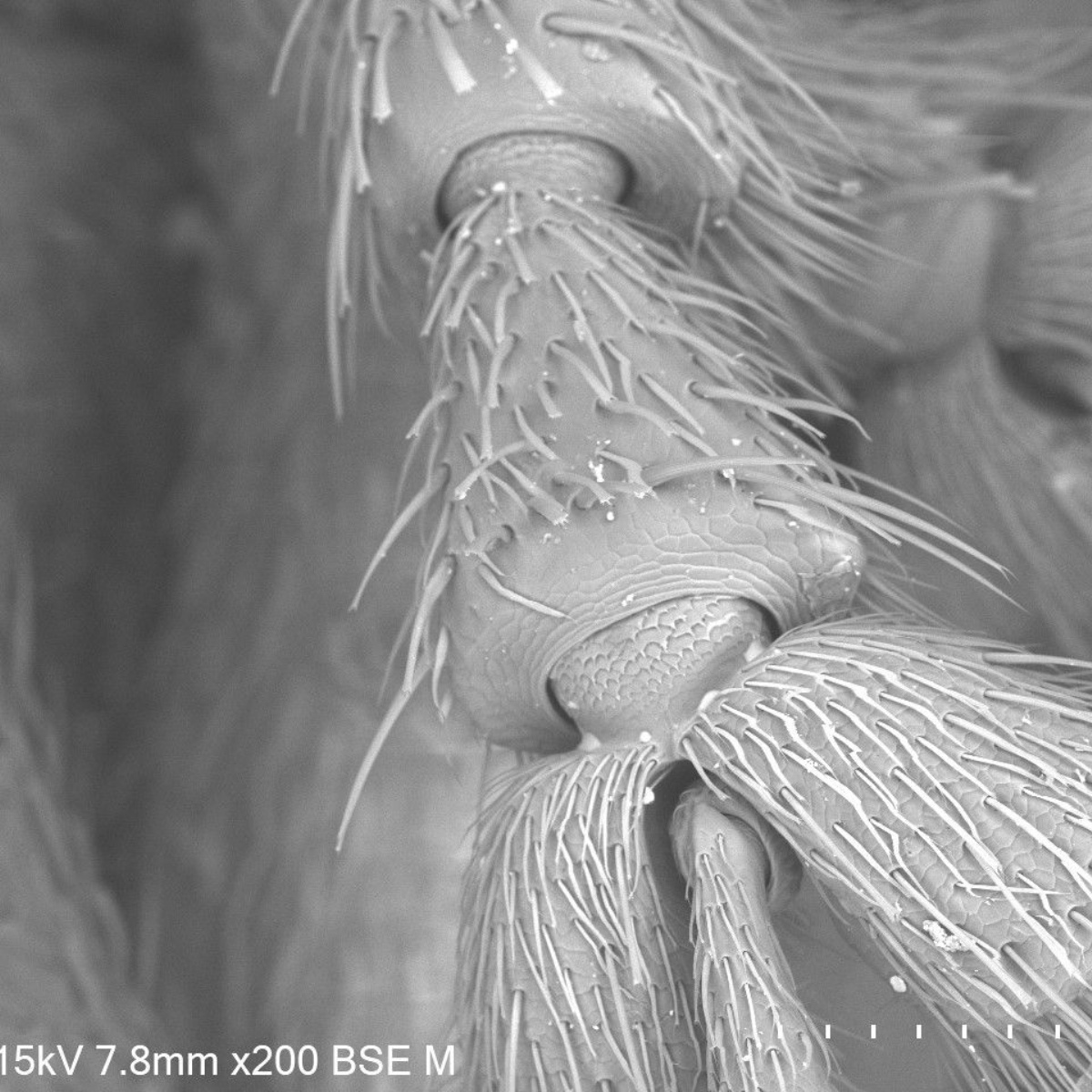 Scanning Electron Microscope